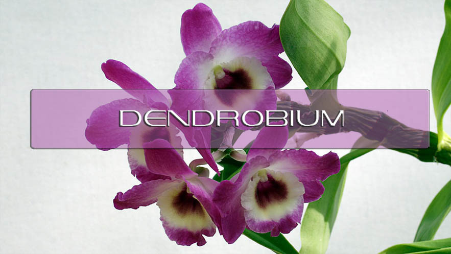 Benefits of Dendrobium | Dry Fasting | Activate Your Super Powers!