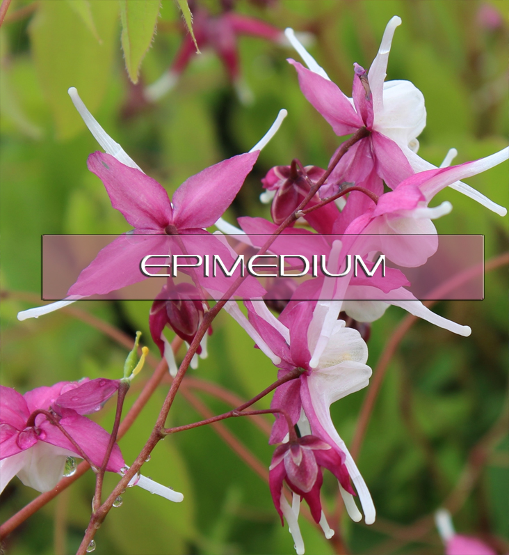 Benefits of Epimedium | Dry Fasting | Activate Your Super Powers!