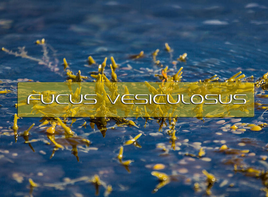 Benefits of Fucus Vesiculosus | Dry Fasting | Activate Your Super Powers!