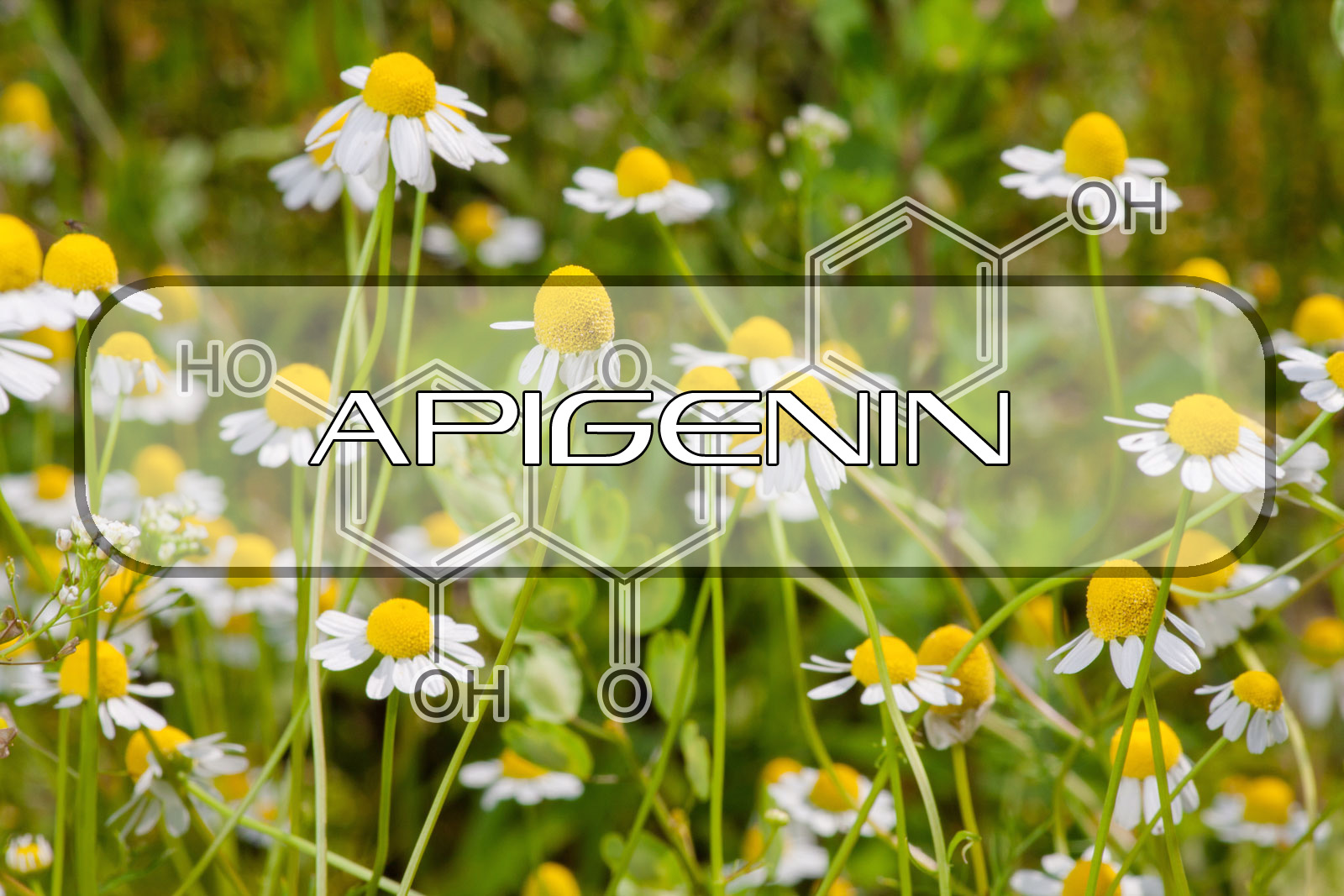 Benefits of Apigenin | Dry Fasting | Activate Your Super Powers!