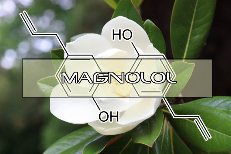 Benefits of Magnolol | Dry Fasting | Activate Your Super Powers!