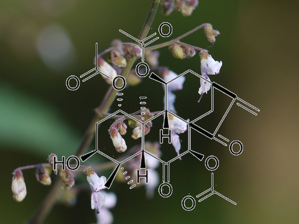 ANTI-ADIPOGENIC | DRY FASTING